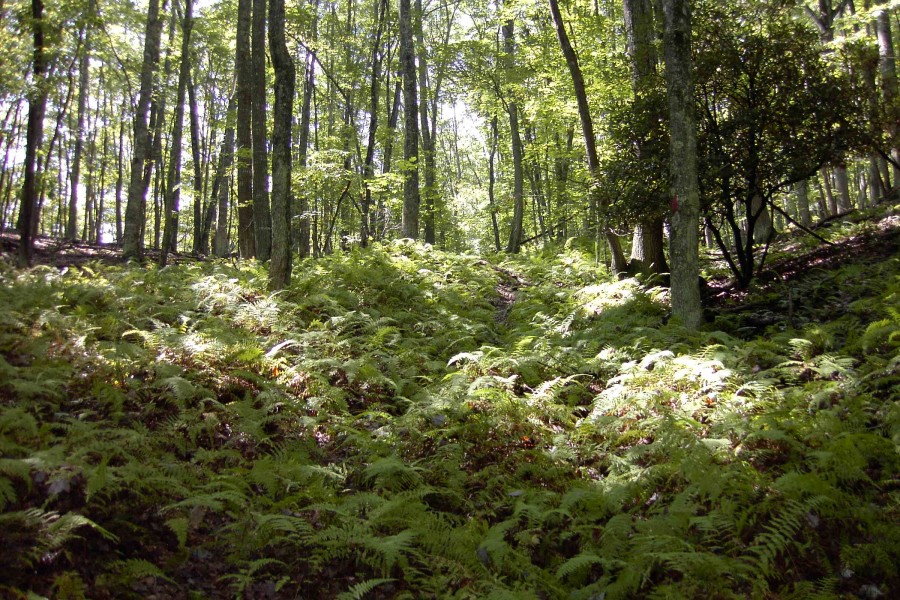 Virginia Wilderness - The Conservation Alliance