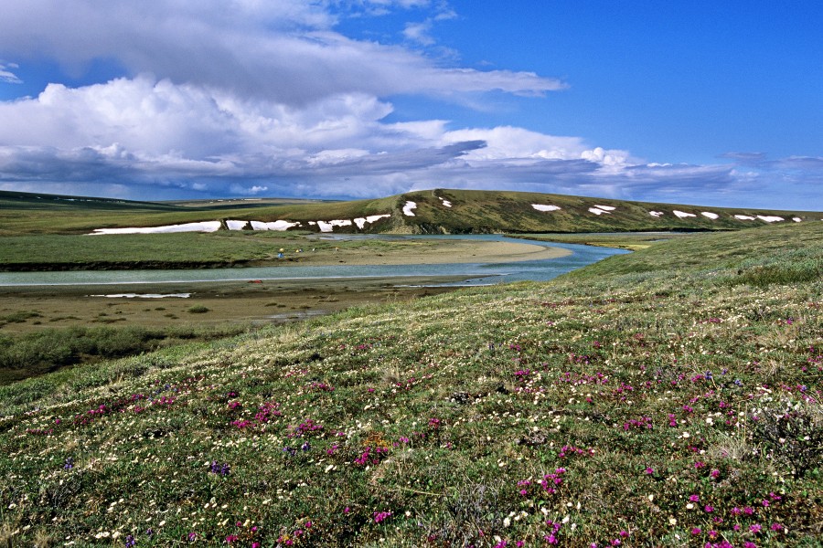 National Petroleum Reserve - Alaska - The Conservation Alliance
