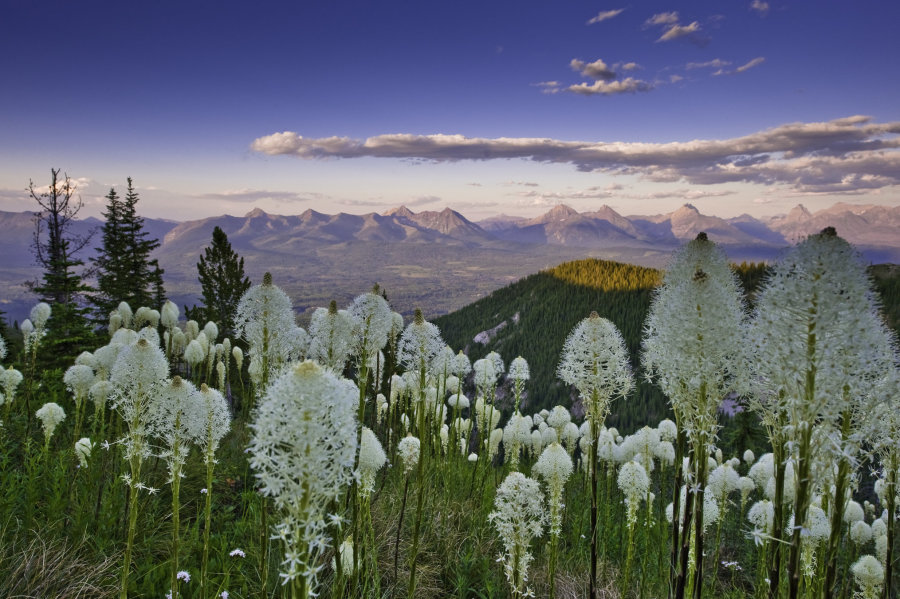 Protect the Transboundary Flathead Campaign - The Conservation Alliance